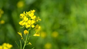 What Really Is Mustard? – Origin & Most Common Types And Uses! - Toast ...