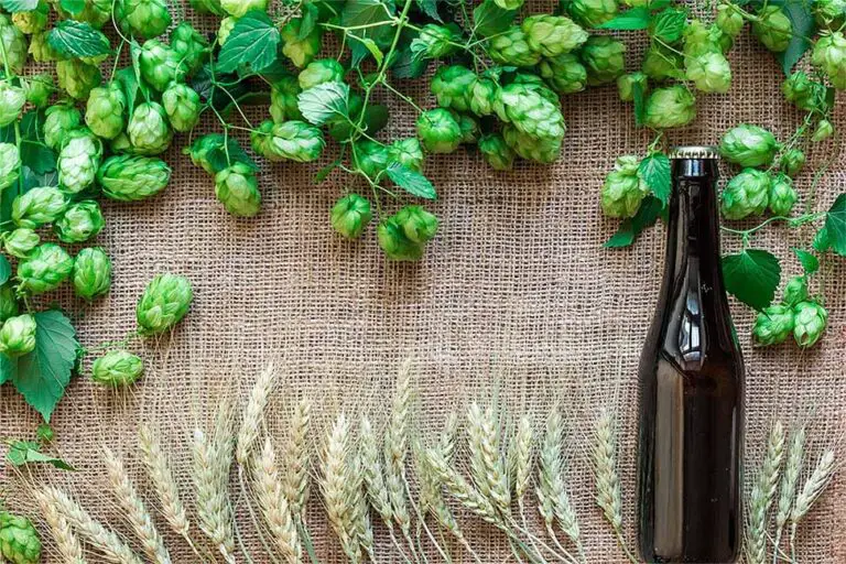 5 More Surprising Uses of The Common Hop – Did You Know? - Toast 'n Fry